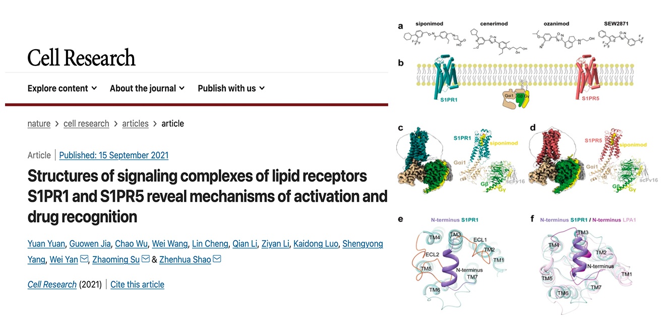 Structures of signaling complexes of lipid receptors S1PR1 and S1PR5 ...